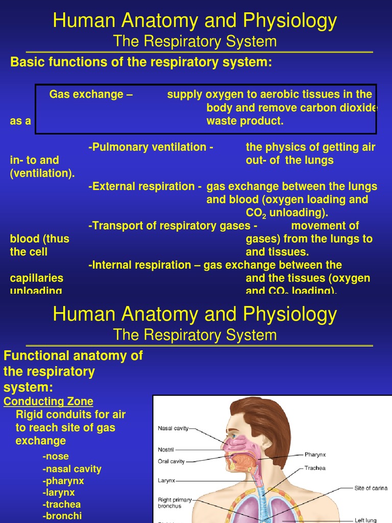 Human Anatomy and Physiology: The Respiratory System