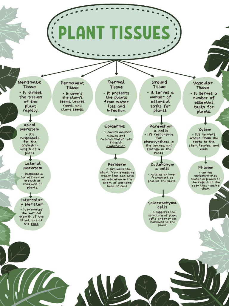 Overview of Plant Tissue Types | PDF | Tissue (Biology) | Plant Stem