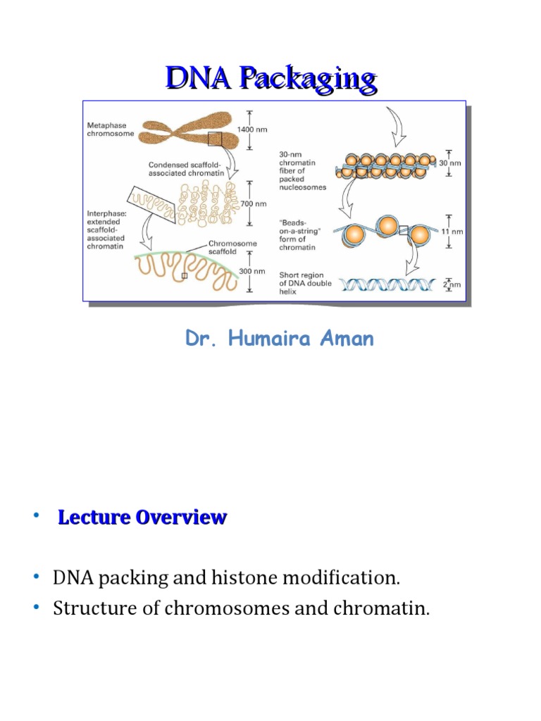 DNA Packaging | PDF | Histone | Chromatin