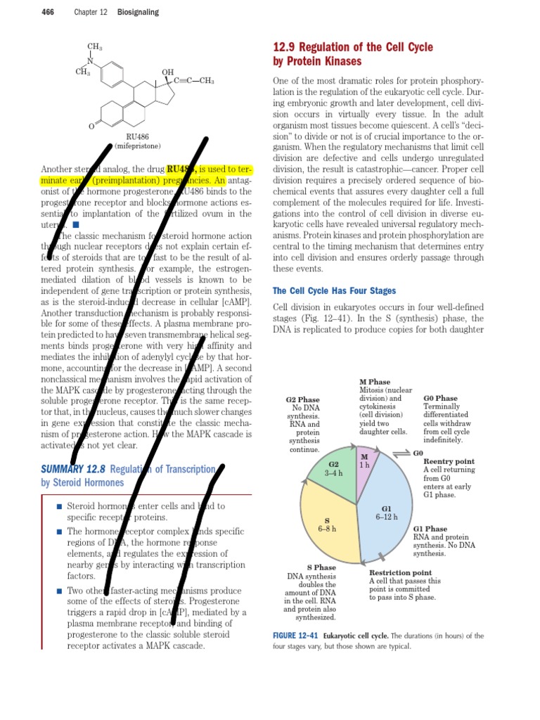 Regulation of Cell Cycle | Download Free PDF | Cell Cycle | Kinase