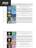 Atlas Micología | PDF | Aspergilo | Hongo