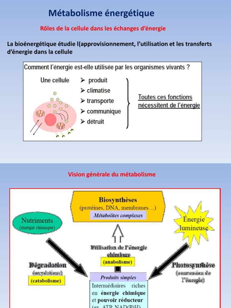 Metabolisme Energetique Et Regulationm1ba | PDF | Adénosine ...