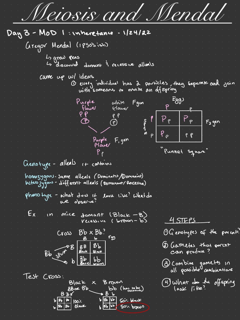 Meiosis and Mendal - UVM BCOR 012 | PDF | Dominance (Genetics) | Genotype