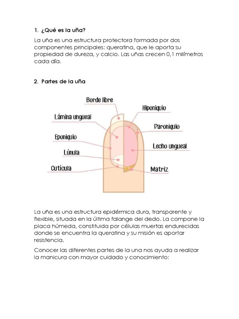 Partes de Las Uñas | Descargar gratis PDF | Clavo (anatomía) | Piel