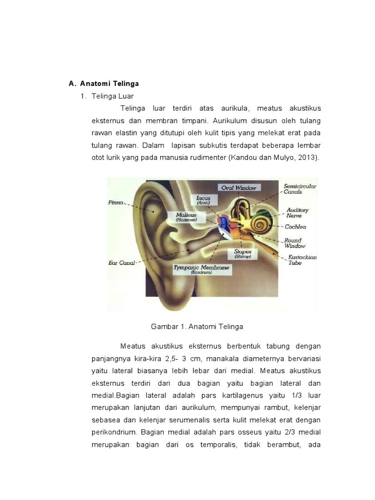 Anatomi Telinga | PDF