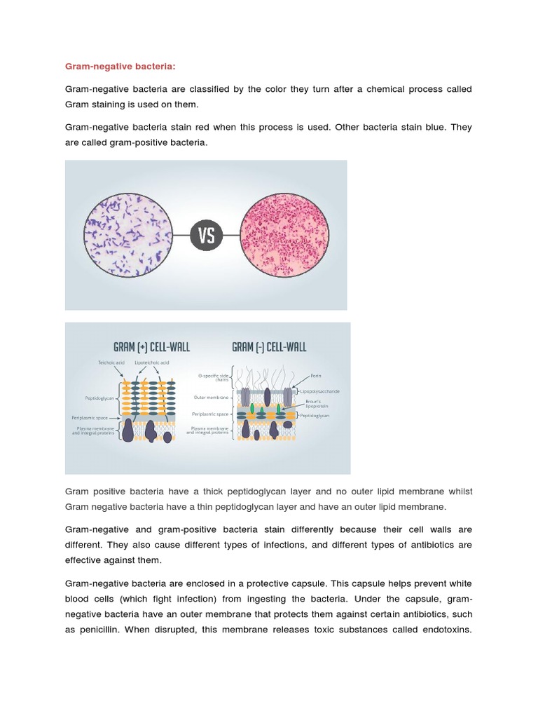 Gram Negative Bacteria and E.coli | Descargar gratis PDF | Gram ...