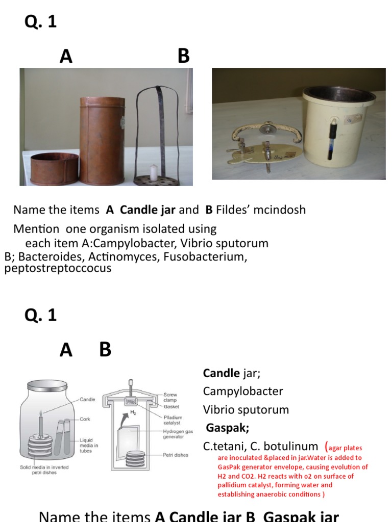 Bacteriology Practical Revision | PDF | Bacteria | Infection