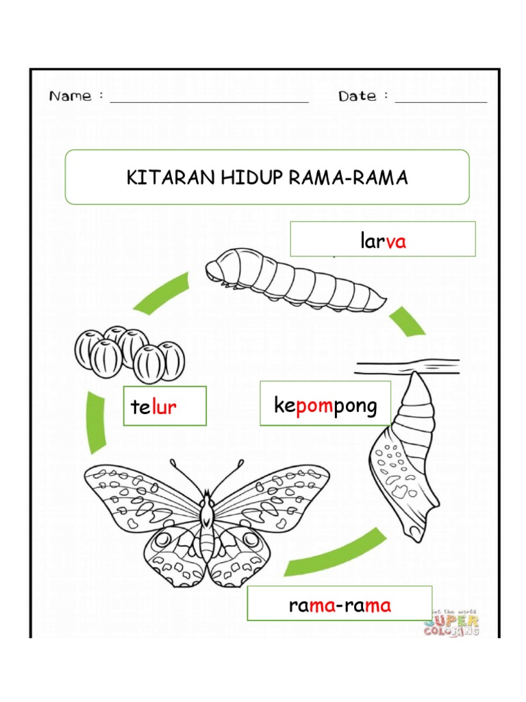 Kitaran Hidup Rama-Rama | PDF