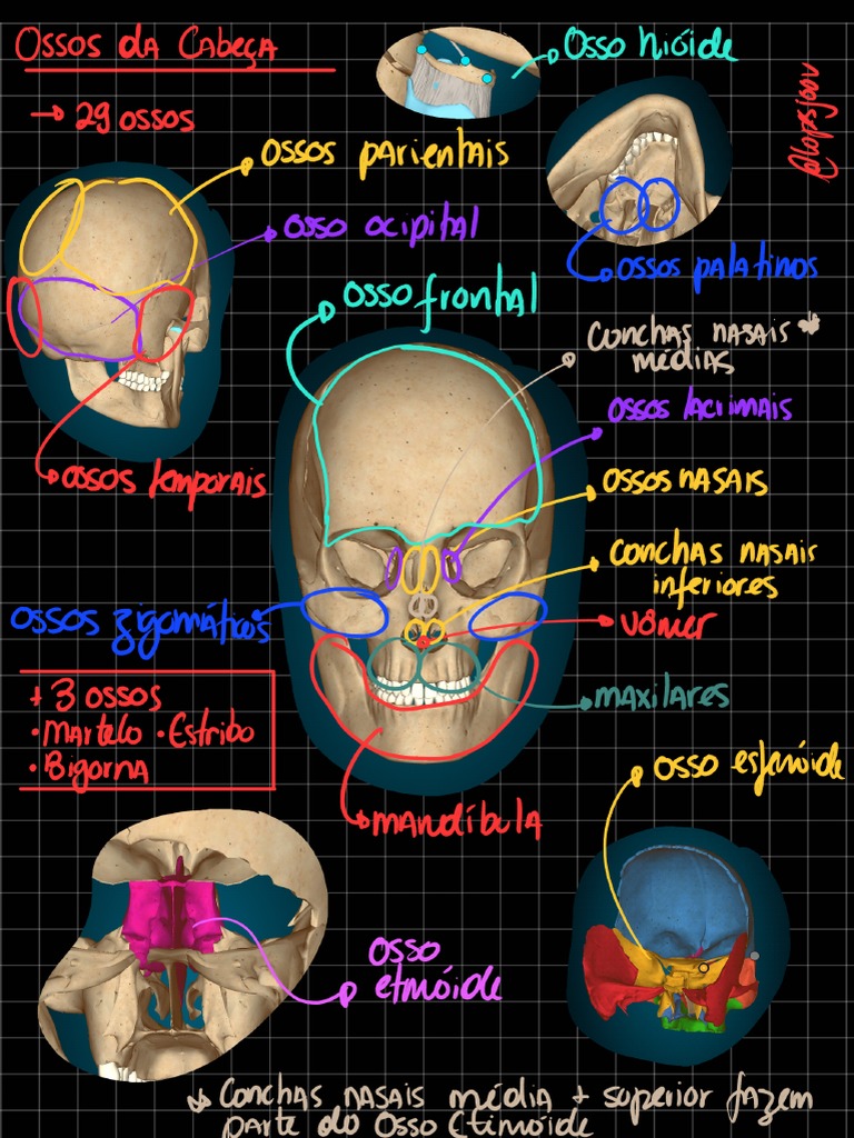 Anatomia - Ossos Da Cabeça | PDF