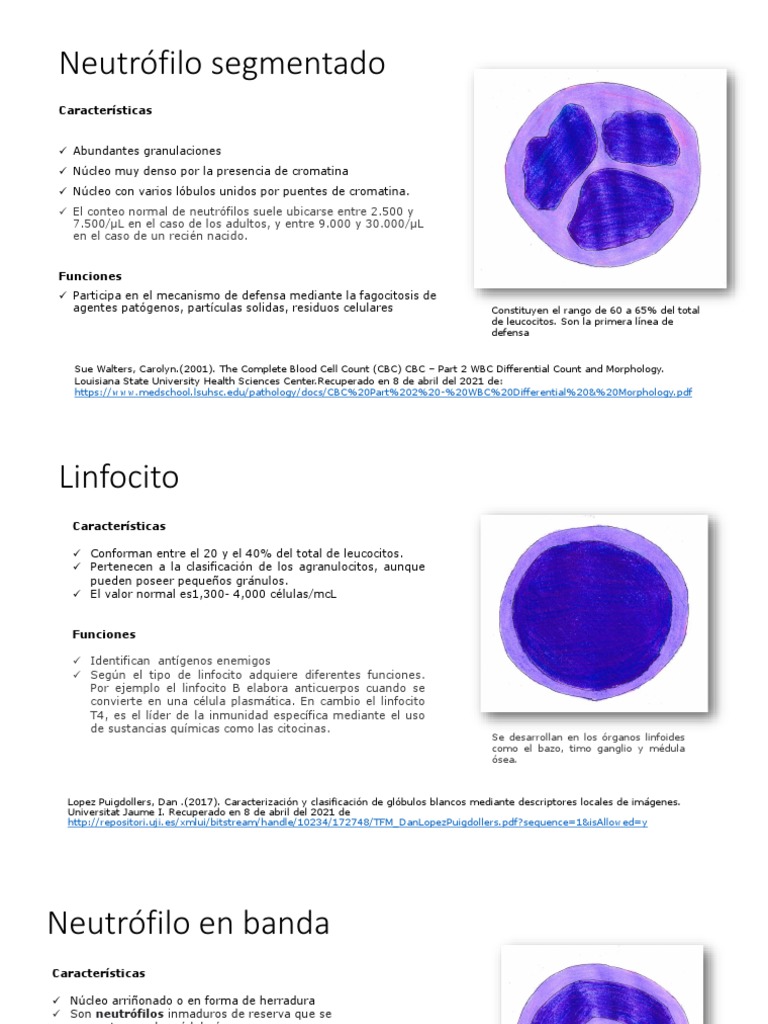 Neutrófilos De Banda