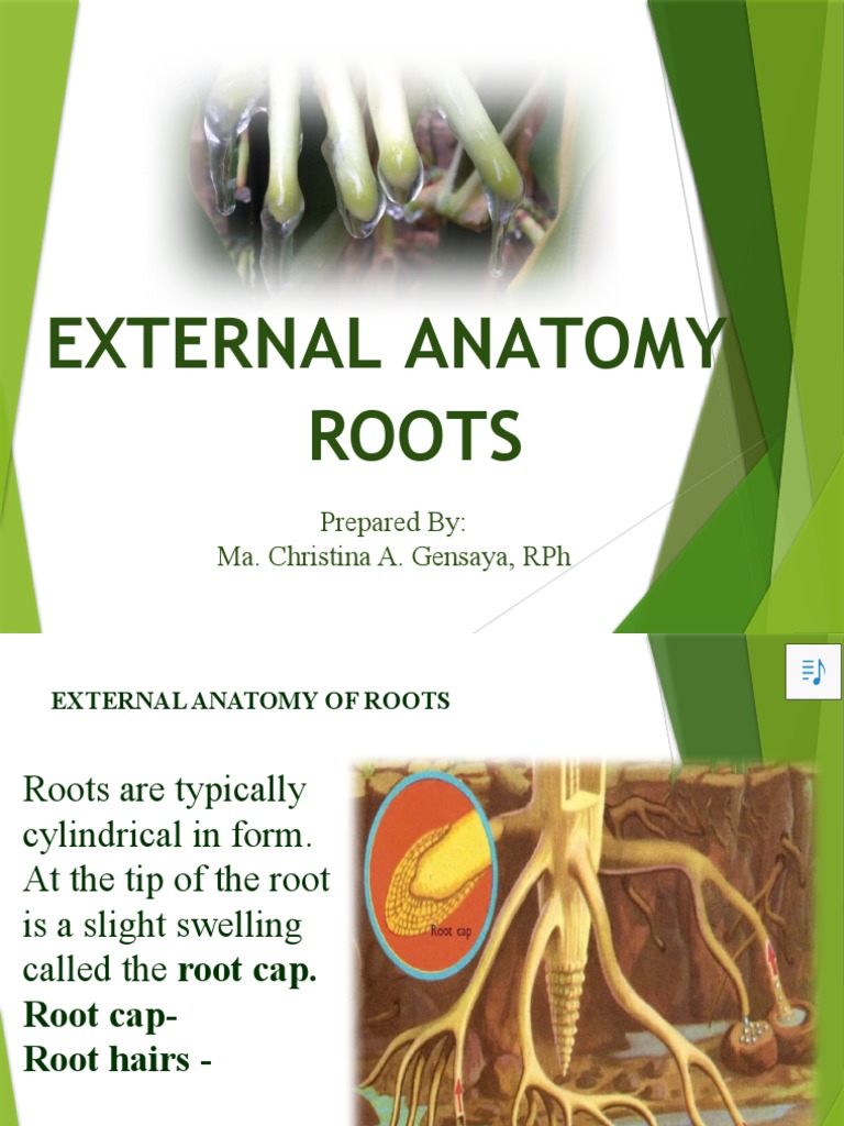 External Anatomy of The Plant Root Vo | PDF