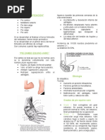 Pie Talo, Pie Varo, Valgo, y Pie Plano | PDF | Pie | Tobillo
