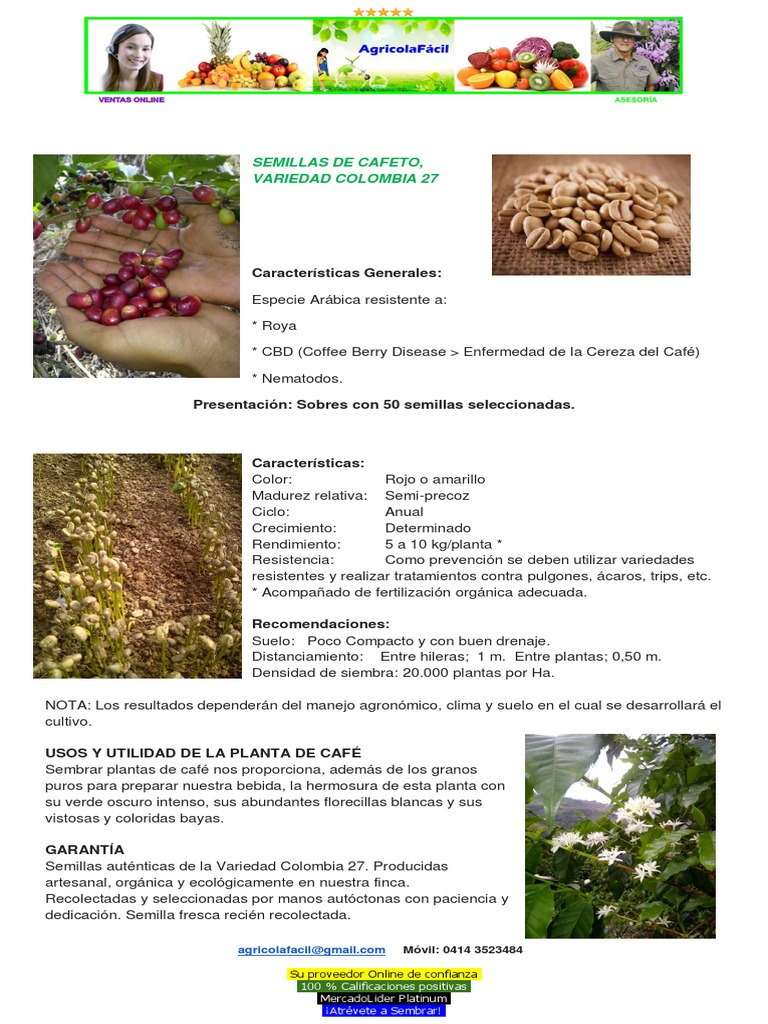 Semillas de Cafeto, Variedad Colombia 27. | PDF | café | Cultivos