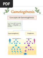 Esquema Proceso Gametogénesis Detallado | PDF | Mitosis | Sistema reproductivo