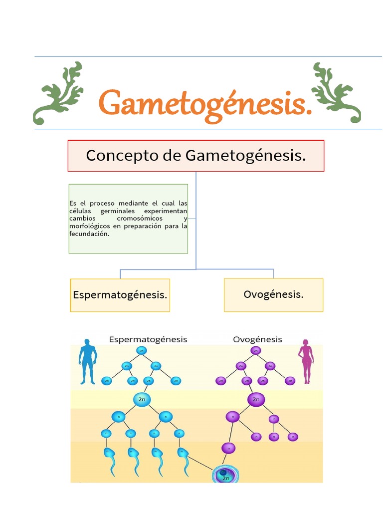GAMETOGÉNESIS | PDF | Biología Celular | Reproducción