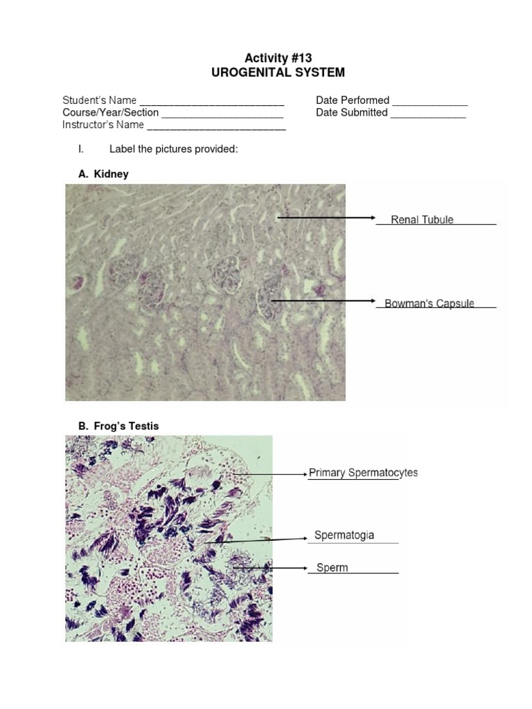 Act13 Urogenital System Exercise FINAL | PDF