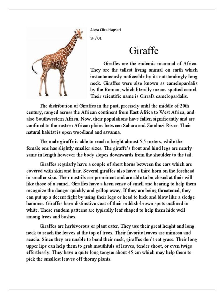 Aisya Citra 9F (1) Report Text About Giraffe | PDF | Giraffe | Mammals