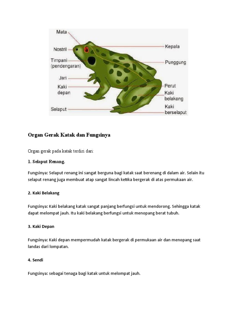 Organ Gerak Katak Dan Fungsinya | PDF