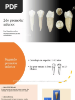 Canino Inferior Dibujo | PDF | Anatomia dental | Boca