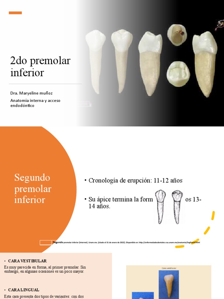 Segundo Premolar Inferior | PDF | Anatomia dental | Diente