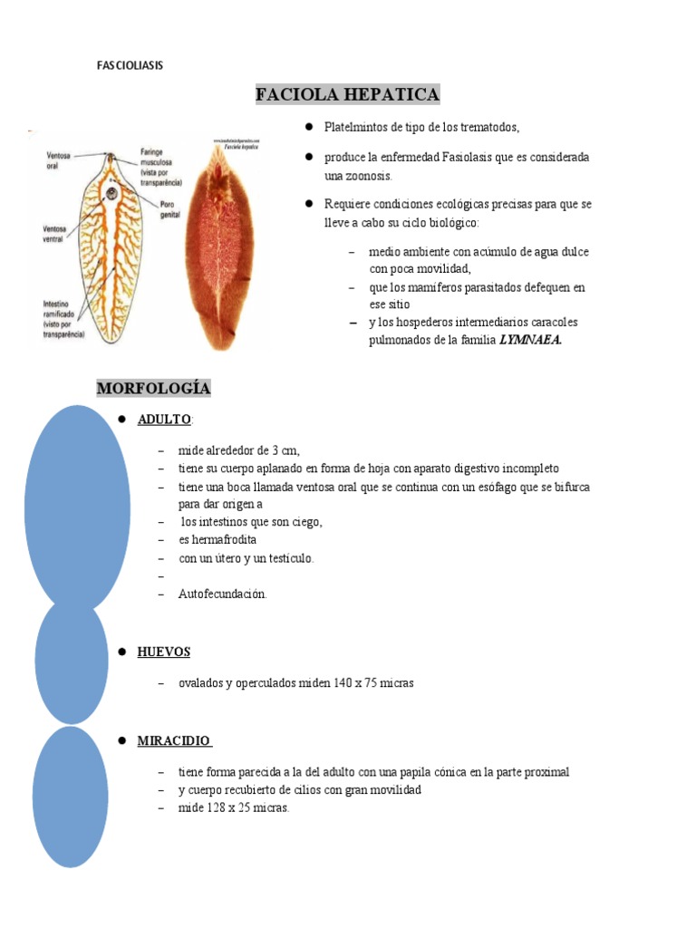 Faciola Hepatica: Morfología | PDF | Biología | Gastroenterología
