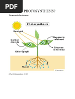 Brendan G Irvin - Amoeba Sisters Photosynthesis and Respiration Video ...