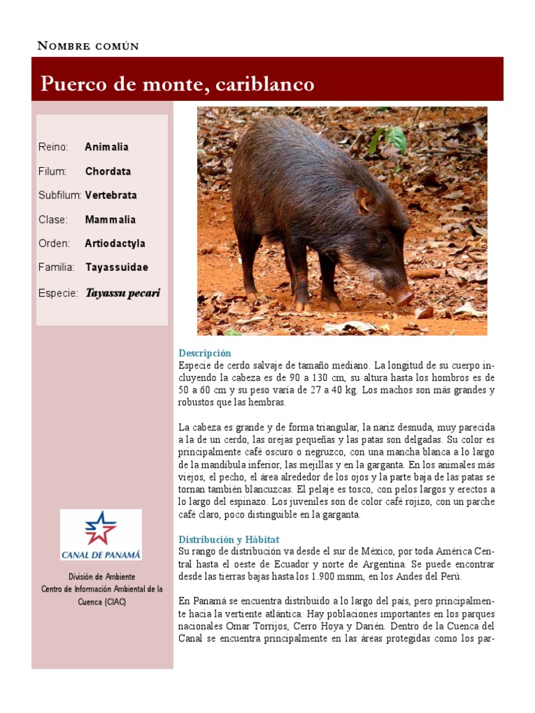 Puerco de Monte Cariblanco | PDF | Especie en peligro | Organismos
