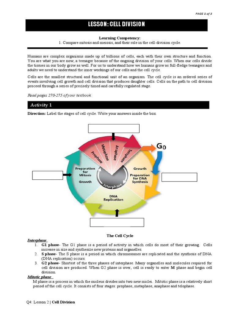 Lesson: Cell Division: Activity 1 | Descargar gratis PDF | Mitosis ...