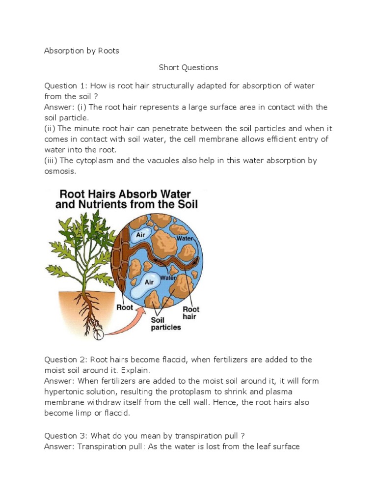03-Absorption by Roots | Download Free PDF | Osmosis | Chemistry