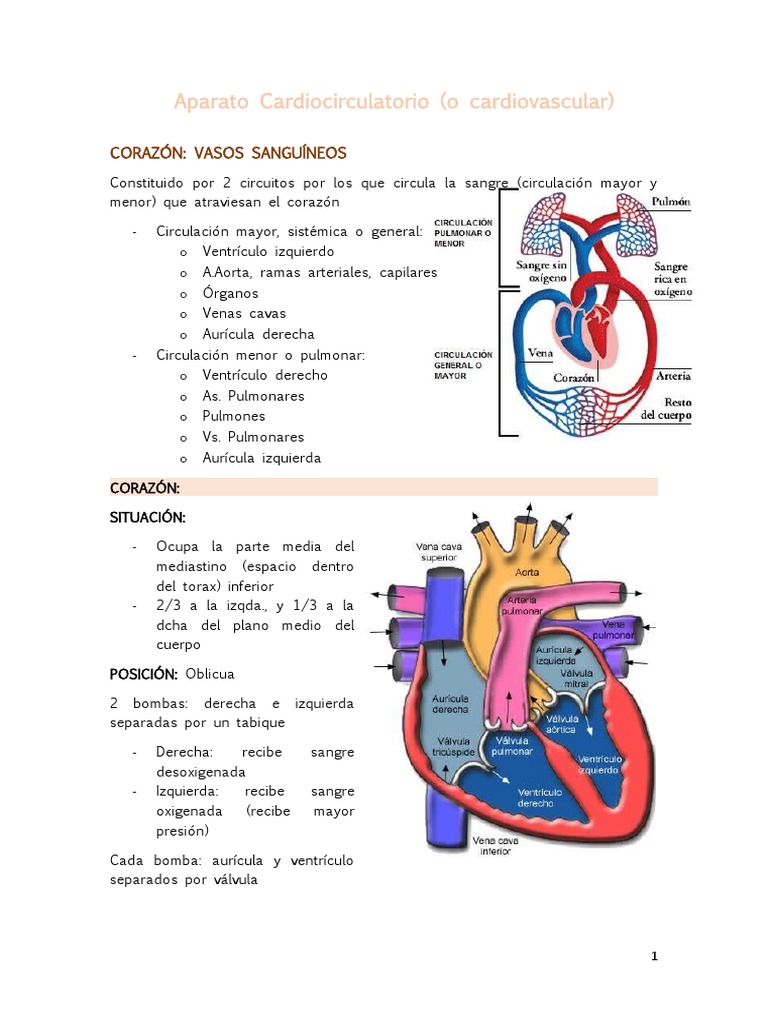 Aparato Cardiocirculatorio | PDF | Sistema circulatorio | Corazón