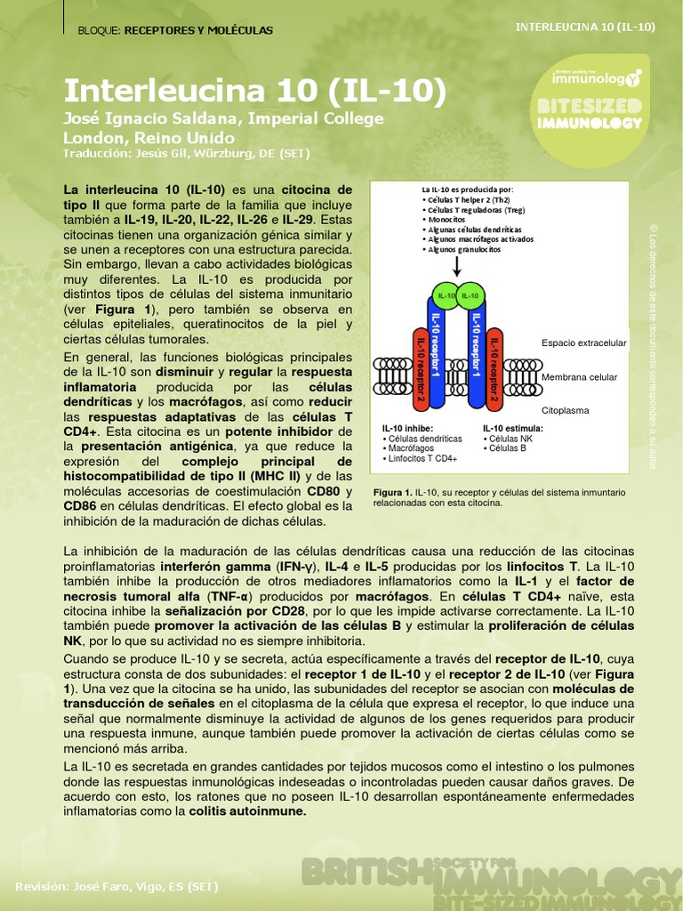 Interleukin 10 (IL-10) (Interleucina 10 (IL-10) ) | PDF | Citocina ...