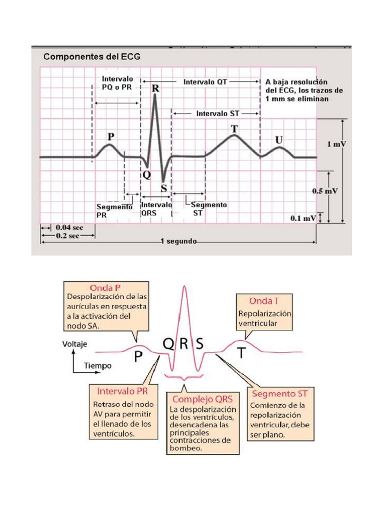 Electrocardiograma Basico | PDF | Medicina CLINICA | Fisiología
