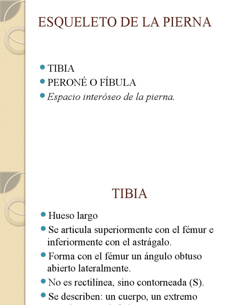 Mmi Hueso Tibia | PDF | Tejido suave | Anatomía humana