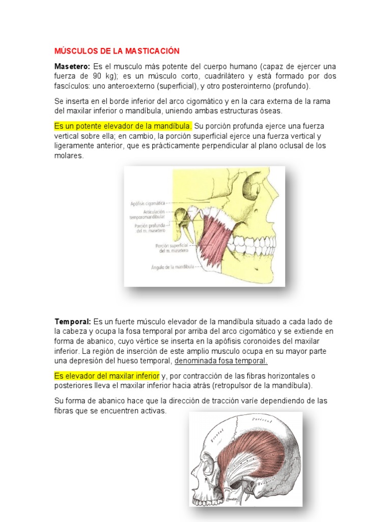 Músculos de La Masticación | PDF | Sistema esquelético | Anatomía