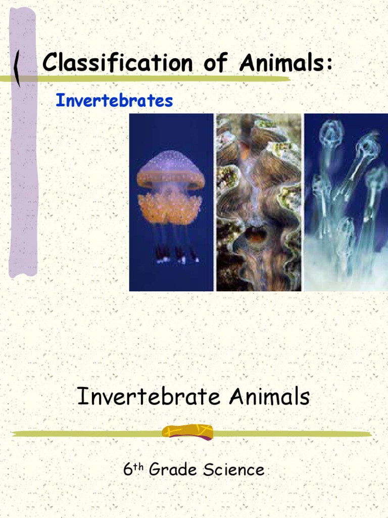 Invertebrates Classification