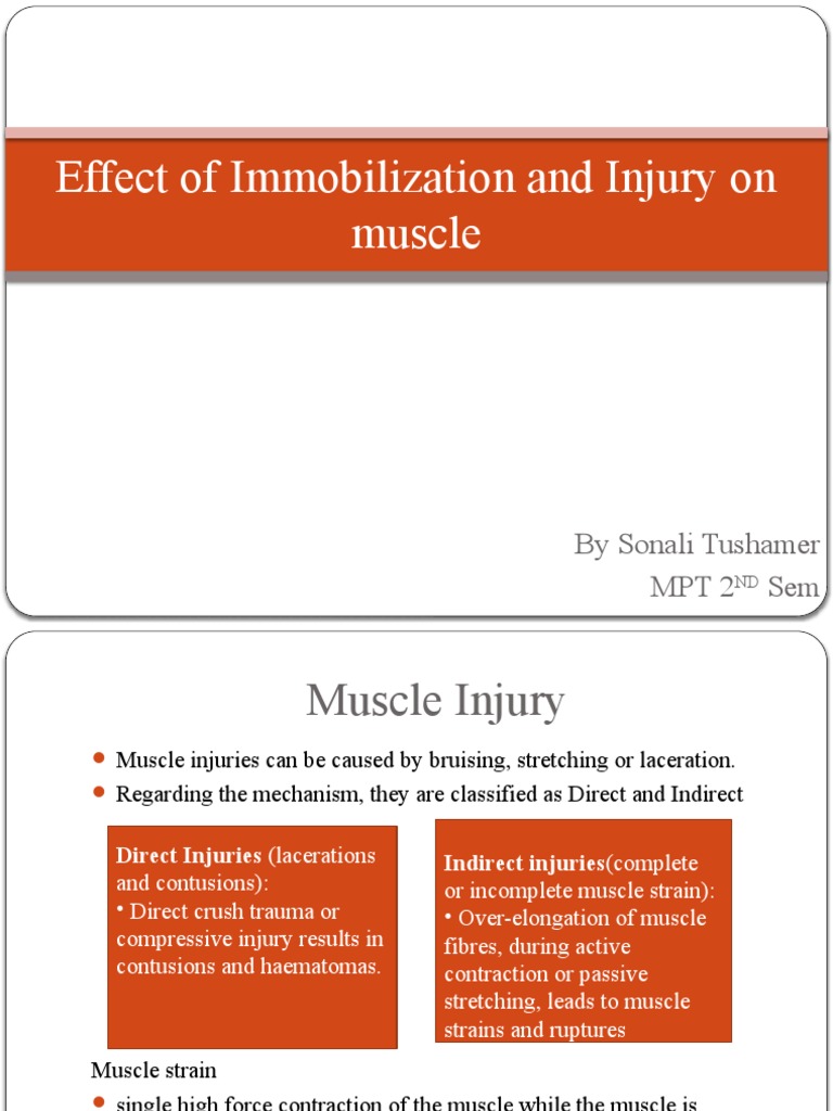 Effect of Injury and Immobilization On Muscle | PDF | Skeletal Muscle ...