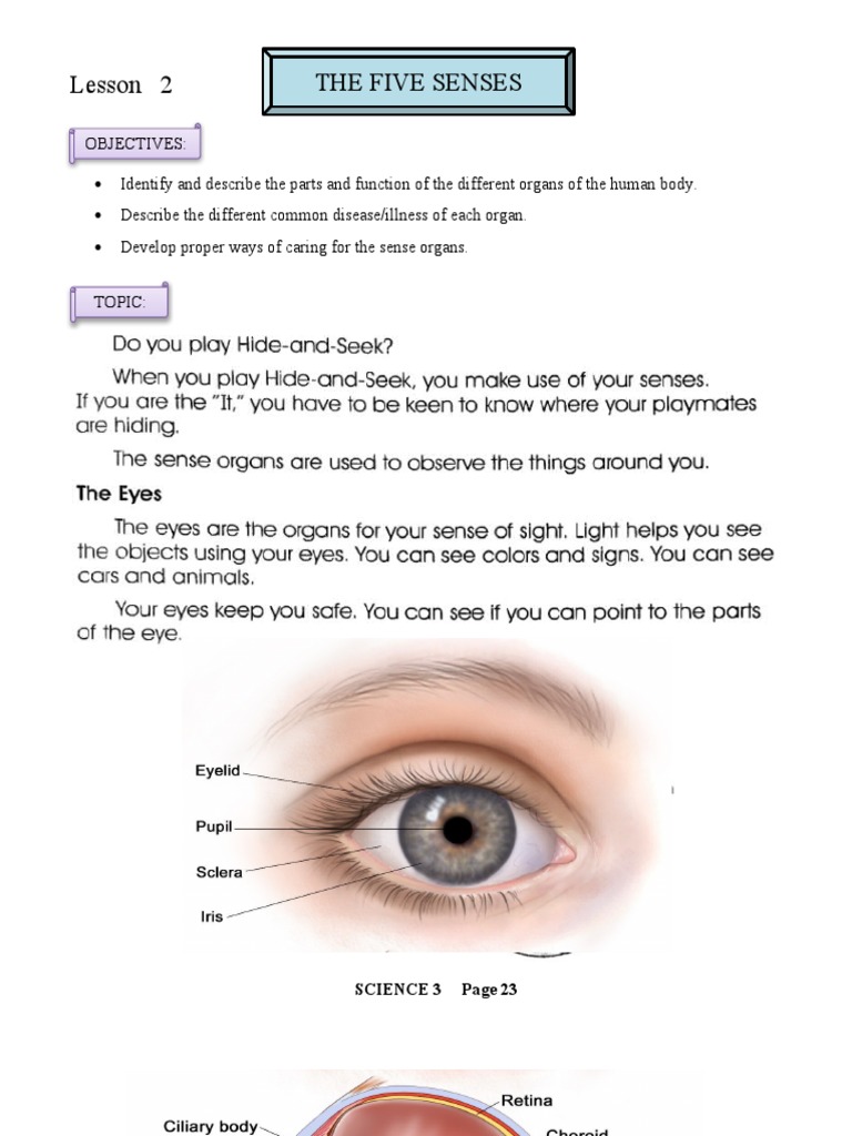 Lesson 2 Science 3 Five Senses | PDF