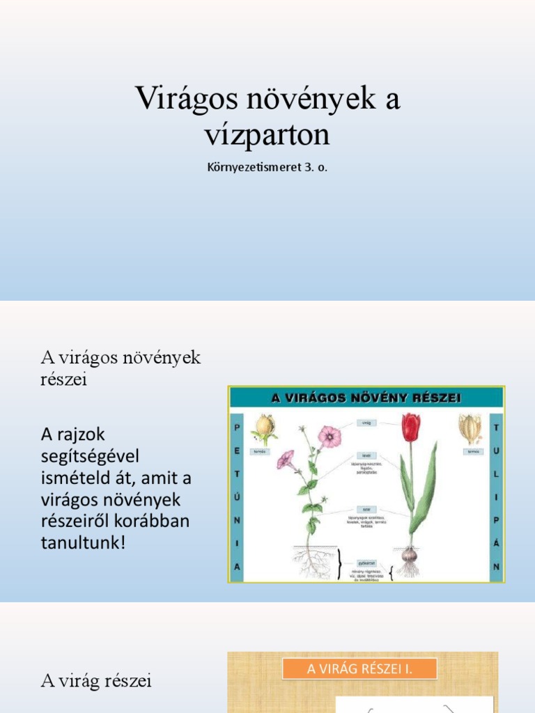 1 Virág | PDF
