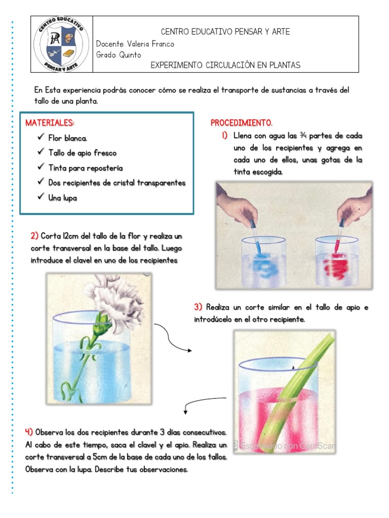 Experimento de Apio y Colorante | PDF