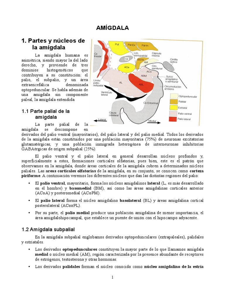 La Amigdala | PDF | Amígdala | Corteza cerebral