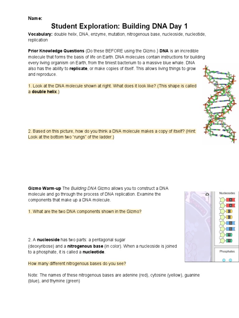 Student Exploration: Building DNA Day 1: Name | PDF | Games ...