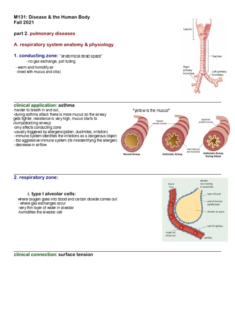 Conducting Zone:: Pulmonary Diseases A. Respiratory System Anatomy ...