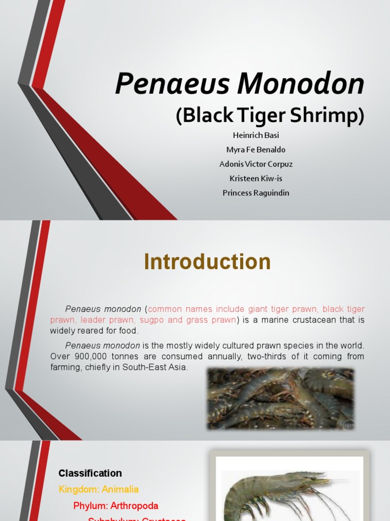 Penaeus Monodon Report | PDF | Water | Shrimp