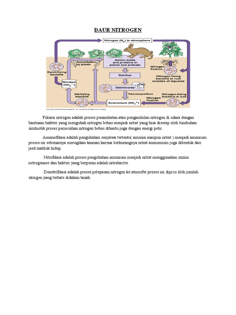 Daur Nitrogen | PDF