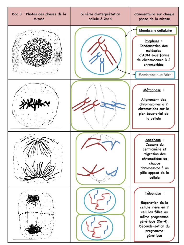 Schéma de Mitose en Couleurs (Power Point) | PDF