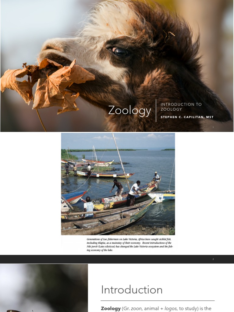 SG1 Introduction To Zoology | PDF | Evolution | Zoology