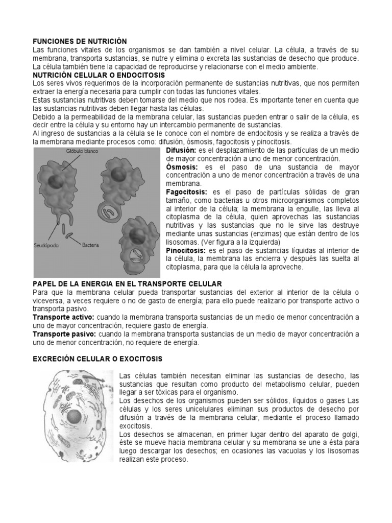 Taller de Transporte Celular Grado 6 | PDF | Biología Celular ...