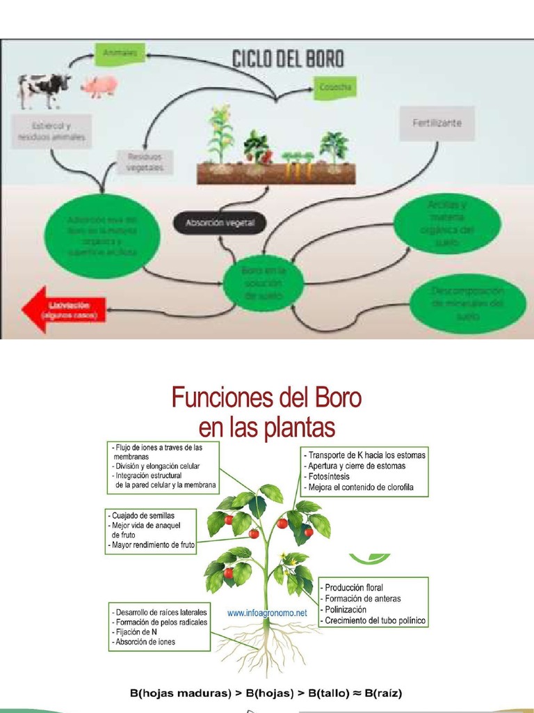 Ciclo Del Boro | PDF