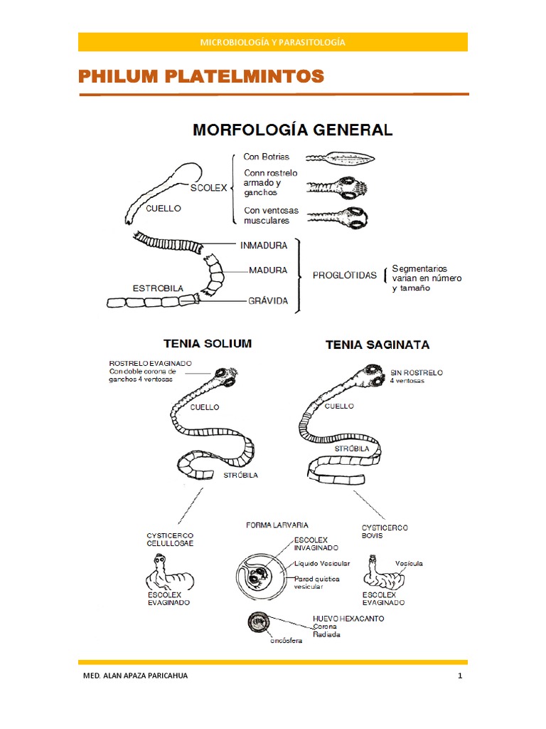 Tenias: Biología, Ciclo y Tratamiento | PDF | Anatomía | Enfermedades y ...