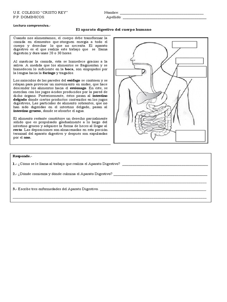 Actividades sobre el Aparato Digestivo | PDF | Sistema digestivo humano ...